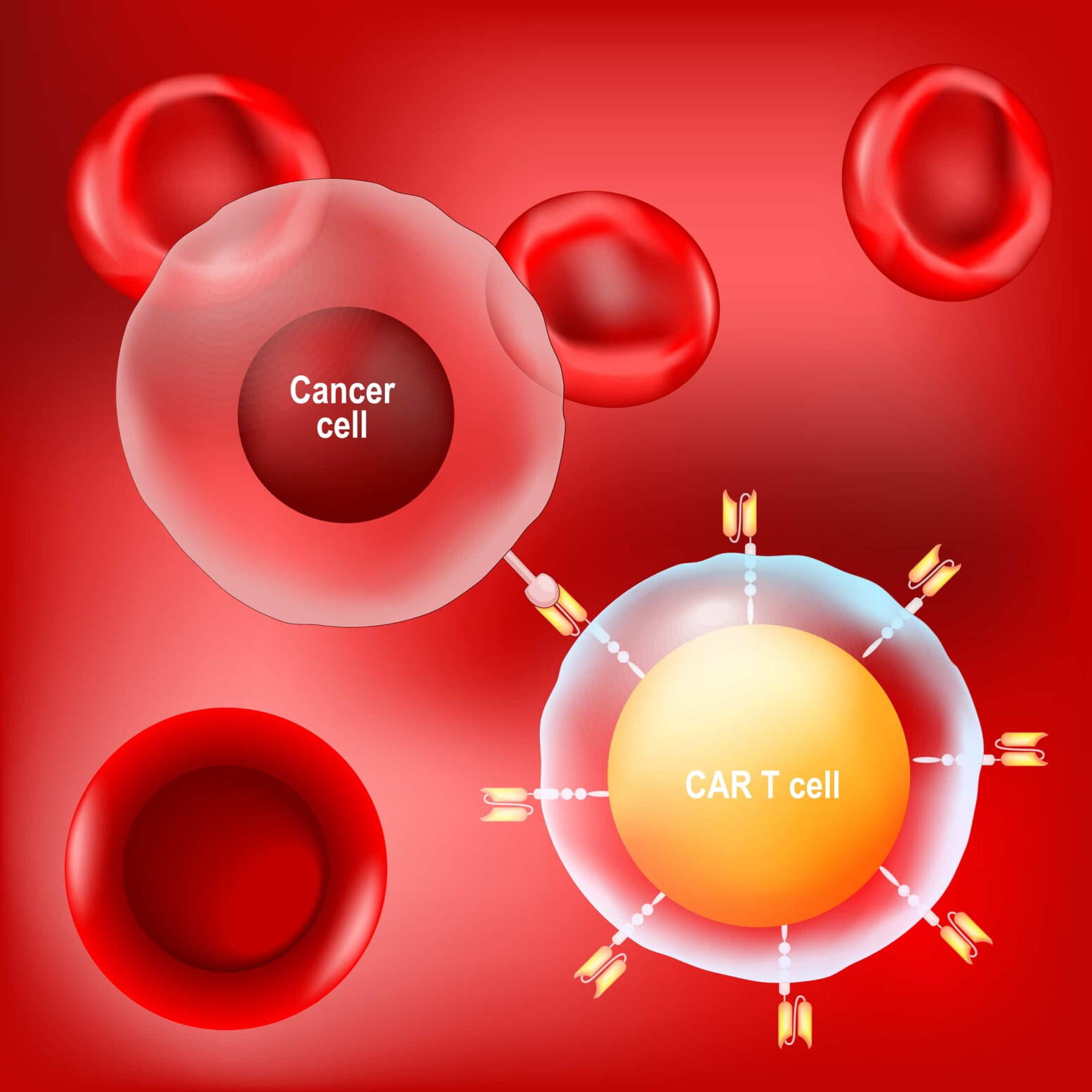 CAR-T Cell Treatment in Turkey | Check 2025 Cost & Prices