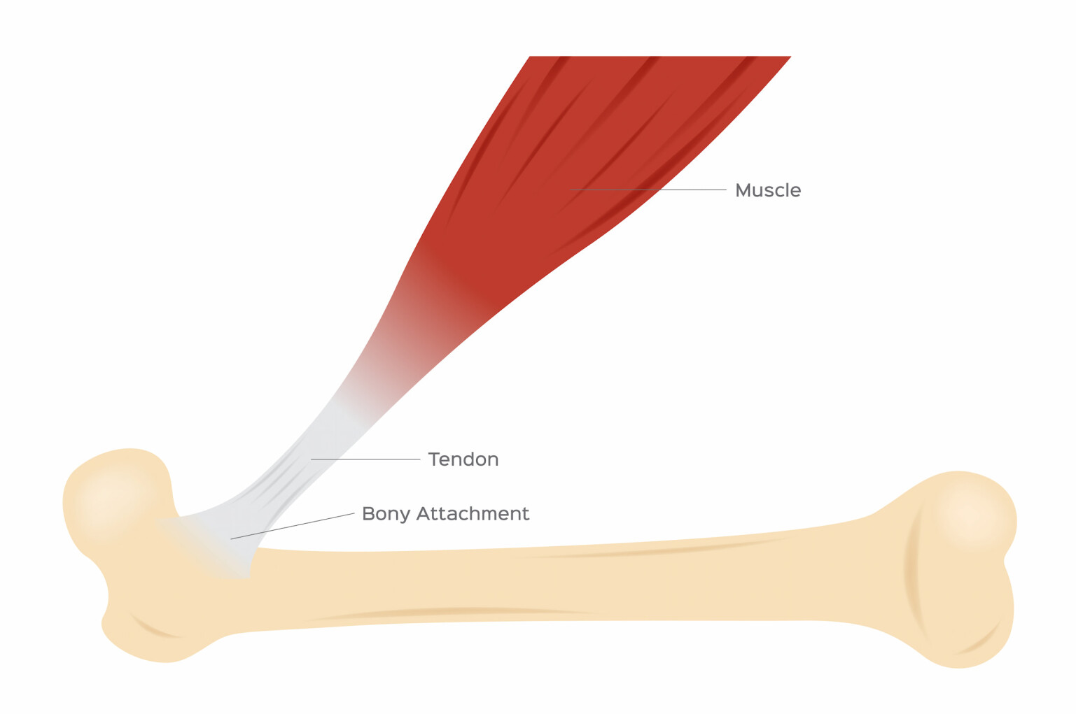 Tendon Repair Surgery in Turkey | Check 2026 Cost & Prices